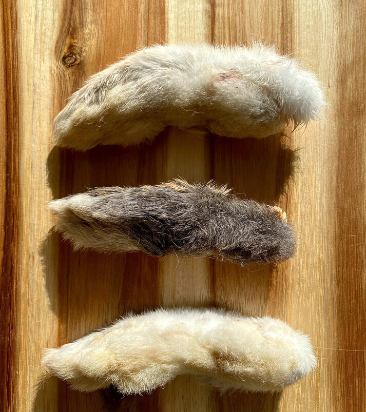 Dehydrated Rabbit Foot