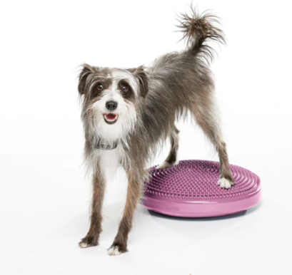 FitPaws Balance Discs - 14" Small, Razzeberry