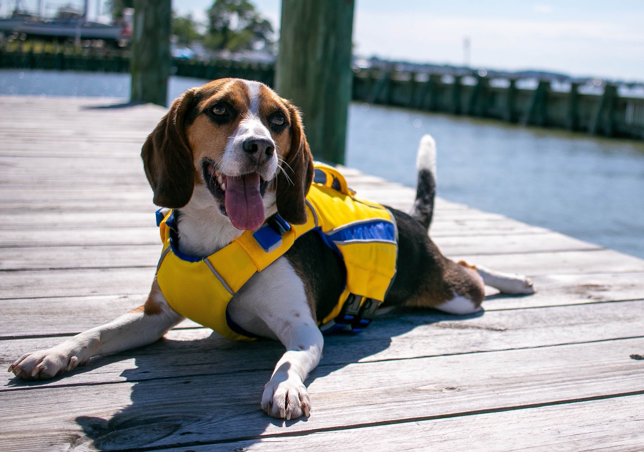 BayDog Monterey Bay Life Jacket